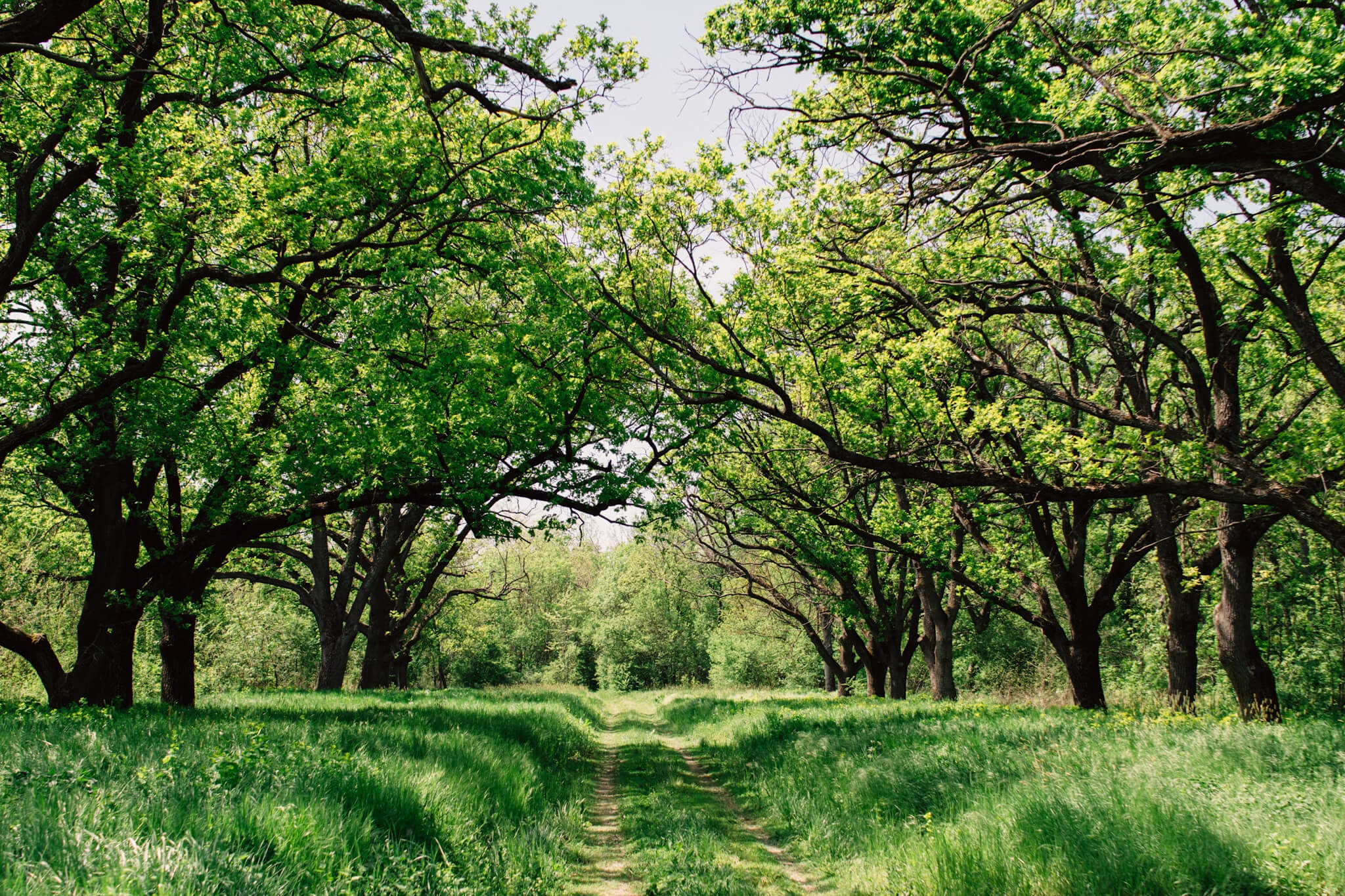 How Nature Can Improve Your Mental Health – MindJournal